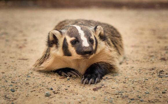 8 Features That Make Badgers So Formidable - NewsBreak