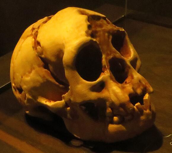 The Hobbit-Like People of Luzon: Meet Homo luzonensis, Your Tiny ...