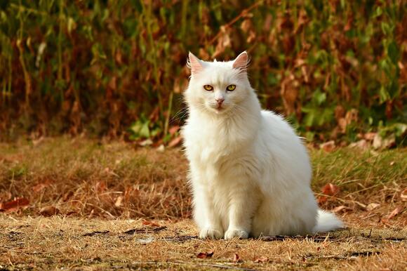 9 Viral Cat Trends That Are Worth Trying - NewsBreak