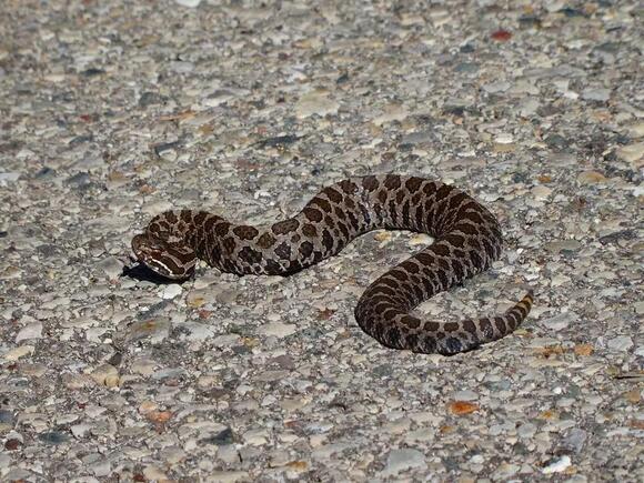 Venomous Animals in Pennsylvania That Actually Send People to Hospitals ...