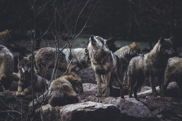 Should We Reintroduce Wolves to More U.S. States? - NewsBreak