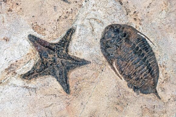 The Fossil You’d Leave Behind – According to Your Rising, Moon, and Sun ...