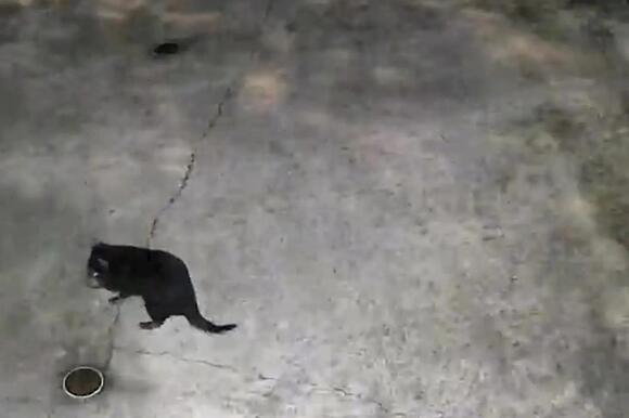 Homeowner checks security alert expecting a cat and finds a missing ...