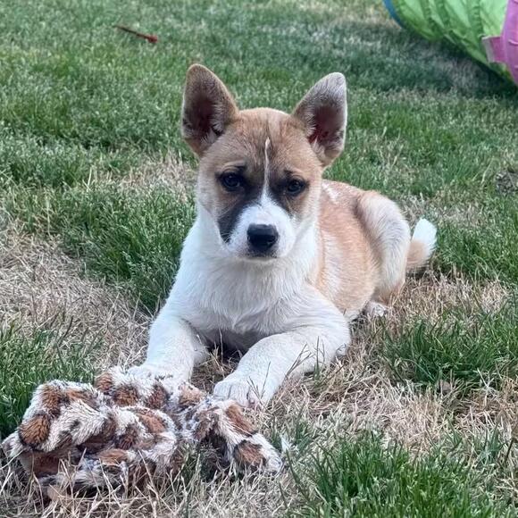 🐶 Playful, Loyal & Loving Dogs Ready for Adoption in Huntsville - NewsBreak