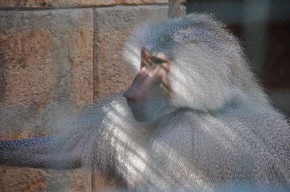 10 Famous Monkeys in Pop Culture and Science - NewsBreak