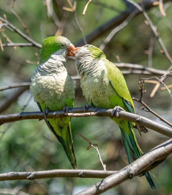 10 Bird Species That Form Incredibly Strong Bonds With Their Owners ...