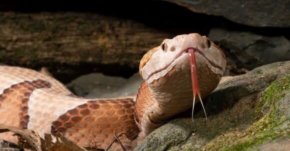 How to Identify a Copperhead: The 5 Step Guide (With Pictures) - NewsBreak