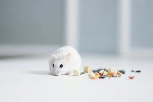 Do Hamsters Recognize Their Owners? What the Research Says About Tiny ...