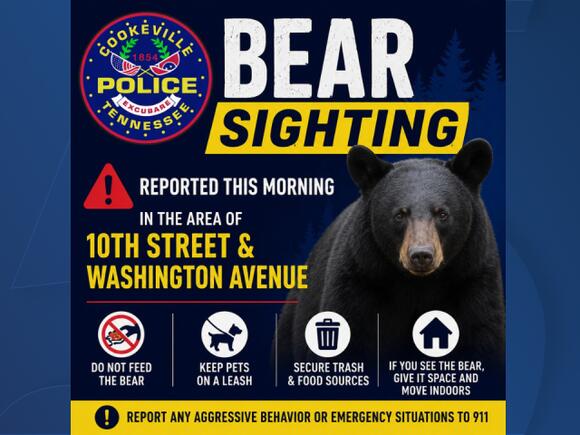 Bear spotted in Cookeville area, police urge caution - NewsBreak