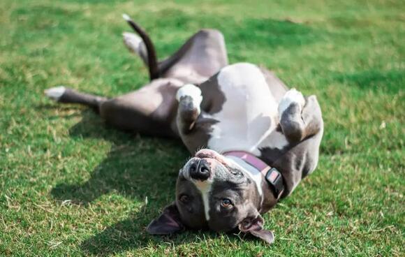14 Dog Behaviours Rescue Workers Quietly Notice the Moment a Dog ...
