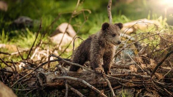 Could Rewilding Apex Predators Actually Reduce Human Conflict? - NewsBreak