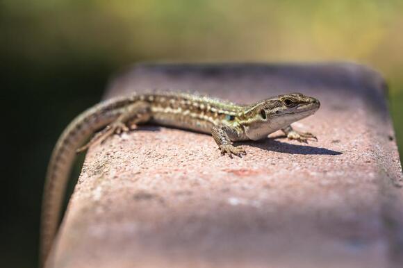 This Common Yard Item In Southern Utah Can Become a Kill Zone For ...
