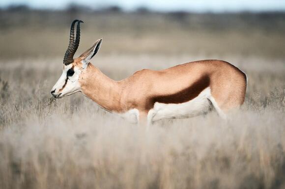 8 Fastest Creatures in the Air Water and on Land - NewsBreak