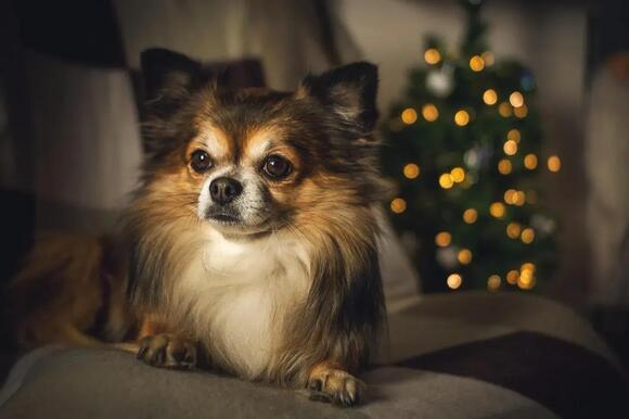 13 Popular Breeds Shelters Say Are The First To Get Adopted Every Time ...