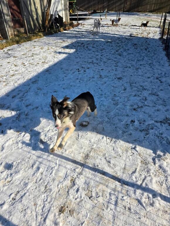 Winnie the 1-Year-Old Australian Shepherd Mix Seeks Forever Home After ...