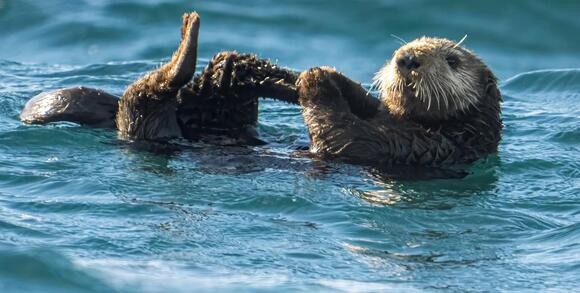 Could California Lose Its Sea Otters Forever? - NewsBreak