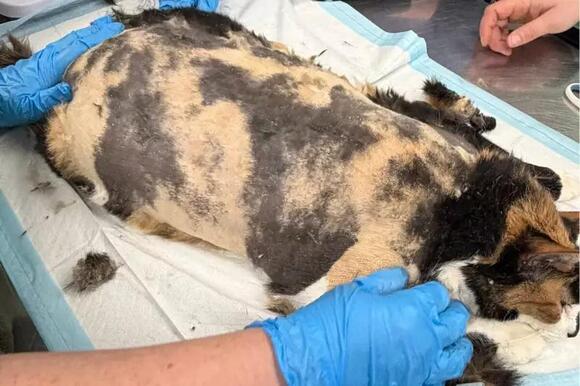 Shelter workers are horrified at condition of surrendered cat: "A case ...