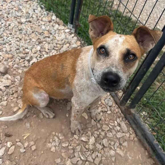 🐶 Pineville Dogs Ready to Join Your Family This Week - NewsBreak