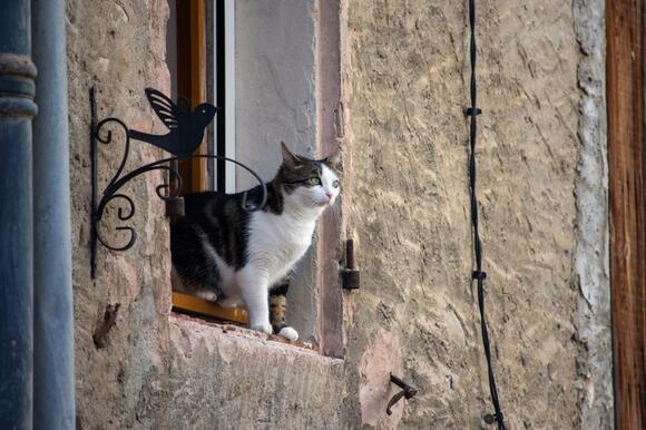 Why Window Views Are a Game-Changer for Indoor Cats - NewsBreak