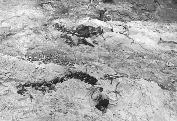 Was Megalosaurus the First Dinosaur? Rewriting the Discovery Timeline ...