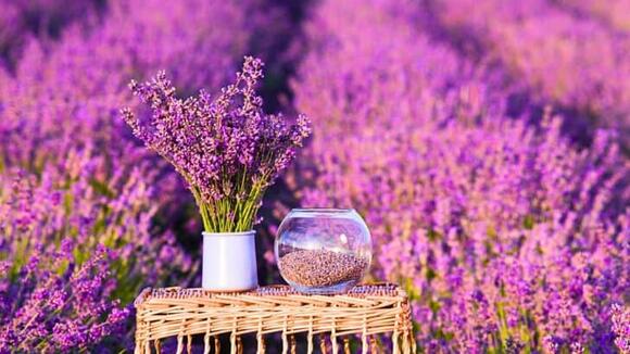 These 13 Popular Household Plants Hold Spiritual Significance - NewsBreak