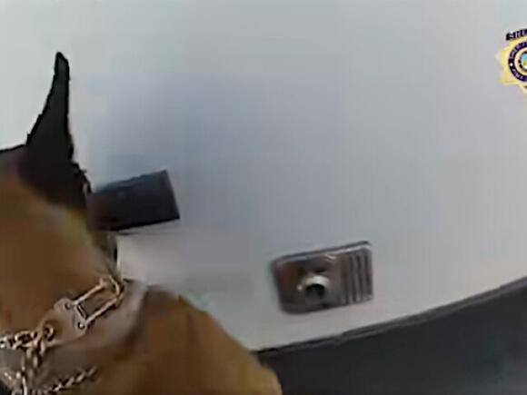 K-9 Rocco sniffs out nearly 73 pounds of cocaine during I-10 traffic ...