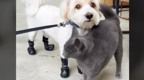 Stray Cat’s Bond With House Dog Sparks Massive Cat Rescue Effort ...