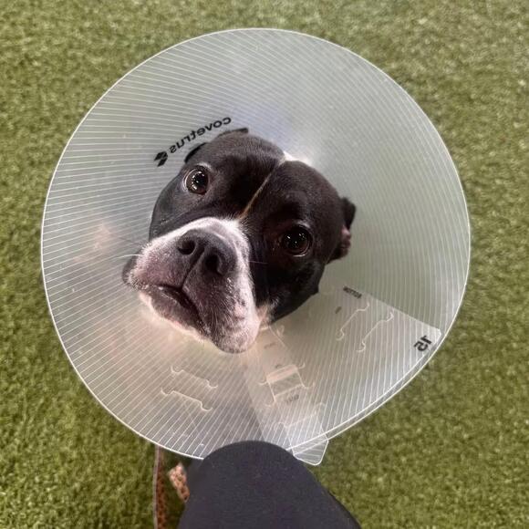 🐶 Playful, Loyal & Loving Dogs Ready for Adoption in West Palm Beach ...