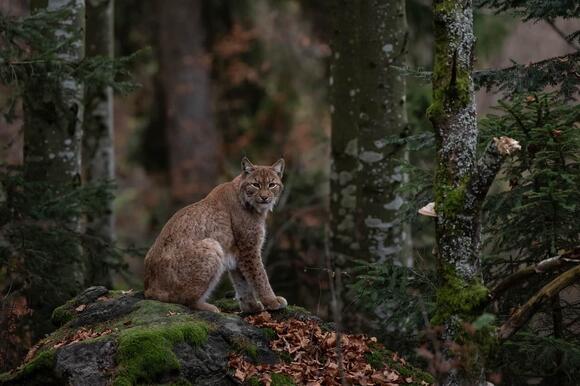 The Largest Bobcat Ever Spotted in U.S. Woods - NewsBreak