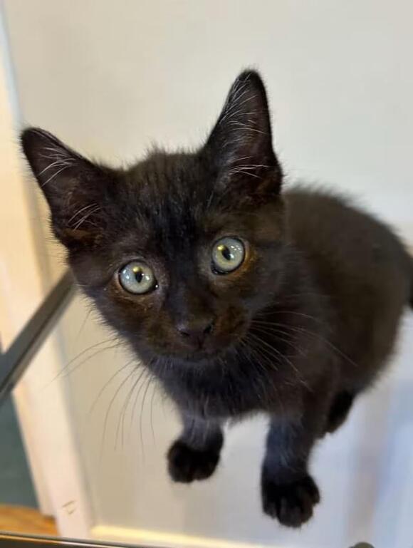 🐱 Playful & Sweet Cats Ready for Adoption in San Francisco - NewsBreak