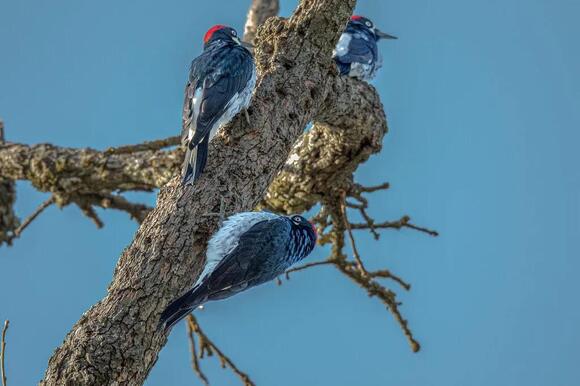 Woodpeckers Build “Granaries” That Can Hold Up to 50,000 Acorns in a ...