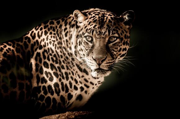Could You Scare Away a Leopard by Making Eye Contact? Wildlife Experts ...
