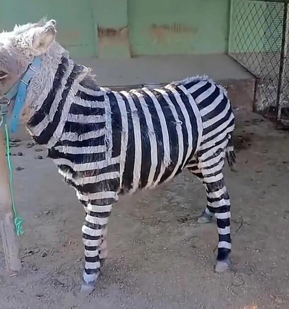 China zoo slammed for painting donkeys black and white to look like ...