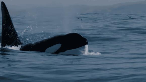 13 Species That Pass On Knowledge Generationally - NewsBreak