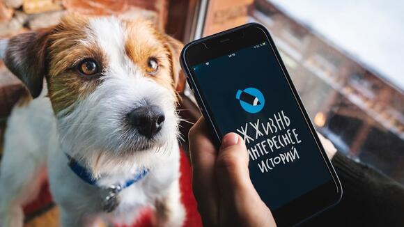Psychology Says Dogs Feel Abandoned Every Single Time You Check Your ...