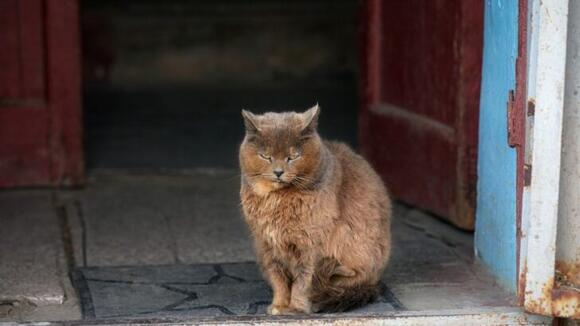 10 Signs a Stray Cat Has Chosen You as Their New Owner - NewsBreak