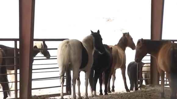 Heavy snow from the weekend storm brings down horse arena with dozens ...