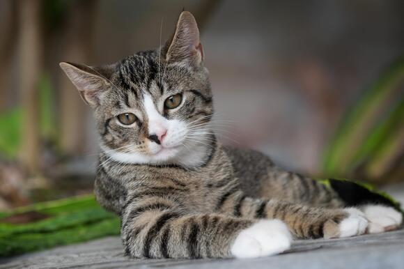 How to Spot Cat Scams in Online Pet Marketplaces - NewsBreak