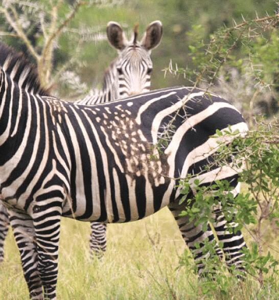 How Does A Zebra Get Spots? - NewsBreak