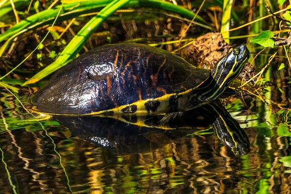 Don’t Keep a Pet Turtle Without Knowing These 10 Important Things ...