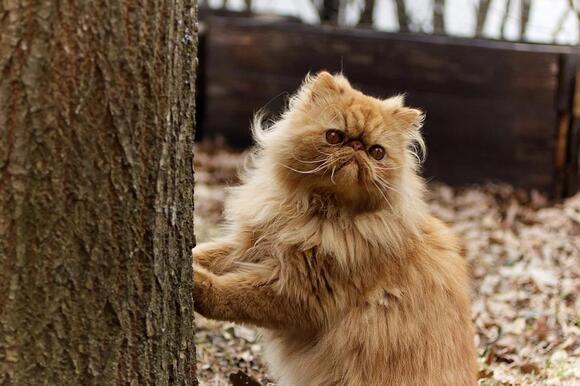 5 Cat Breeds Who Think They are Large Hunters (And 5 That Won’t Even ...