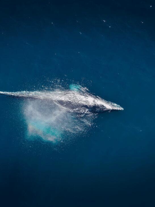 Blue Whale vs. Finn Whale - NewsBreak