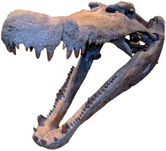Ancient River Systems in the US Were Home to Gigantic Prehistoric ...