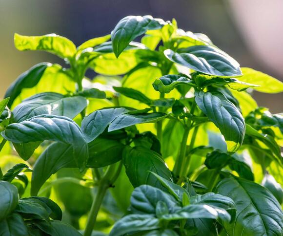 If you struggle to keep your basil plant alive, try these 3 expert ...
