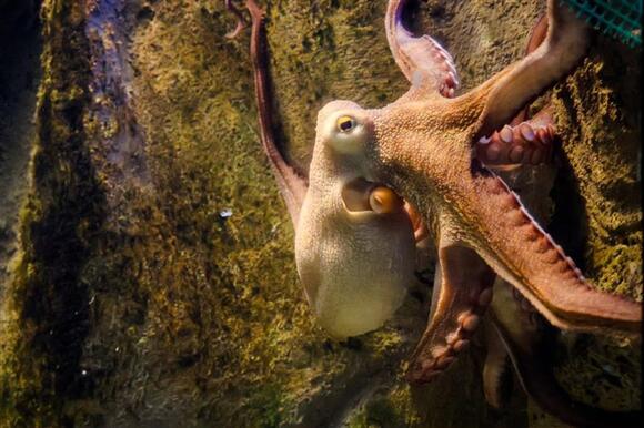 Octopus And AI: Where Does True Sentience Begin And End?