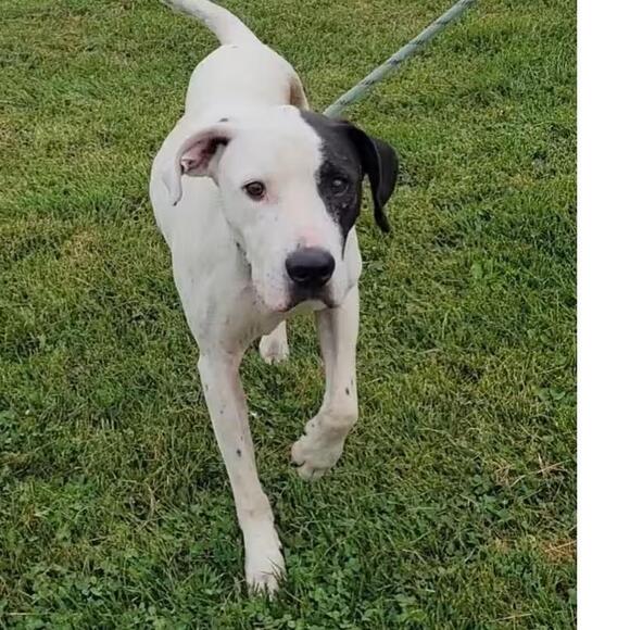 🐶 Senior & Adult Dogs Ready for Adoption in Spring Hill, KS - NewsBreak