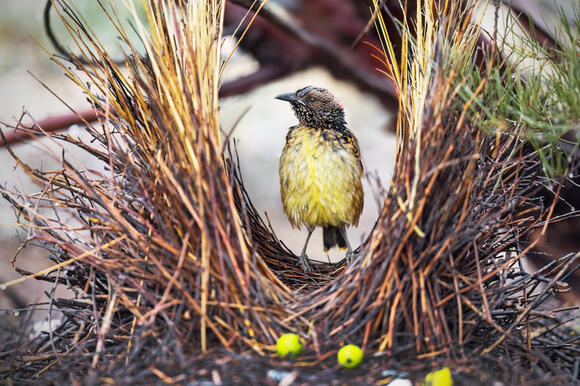 How Bowerbirds Build Elaborate Nests to Attract Mates - NewsBreak