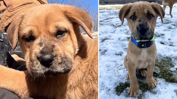 Meet Jolly Elf: The 11lb Puppy Who is Searching For His Happily Ever ...