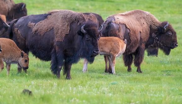 Which Bison Personality Matches Your Work Ethic? - NewsBreak