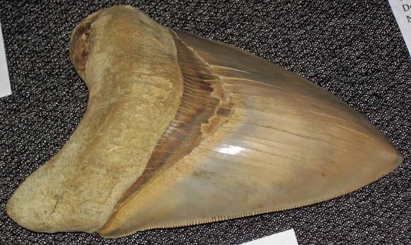 The Largest Megalodon Tooth Ever Found Just Shocked Scientists - NewsBreak